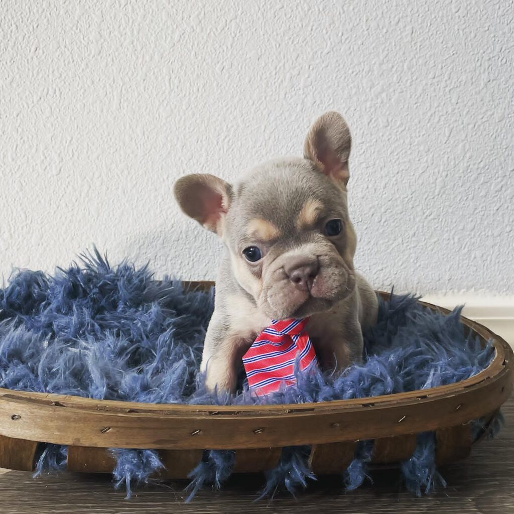 Home - Frenchton Puppies